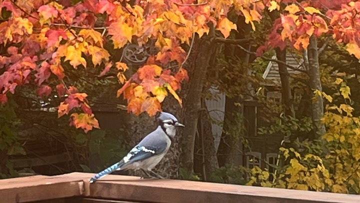 Was this blue jay spotting a good omen ahead of the World Series?
