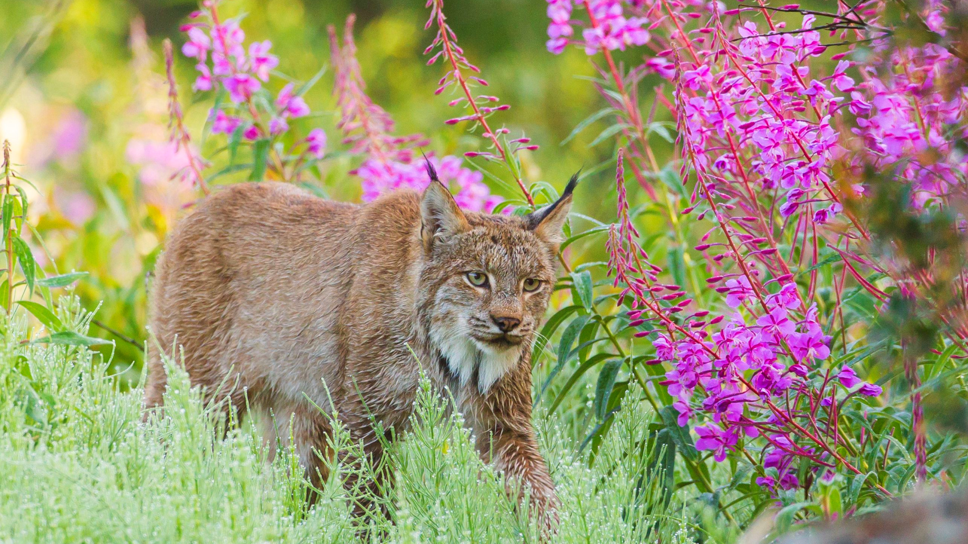 Places To Spot Canada’s Elusive Lynx