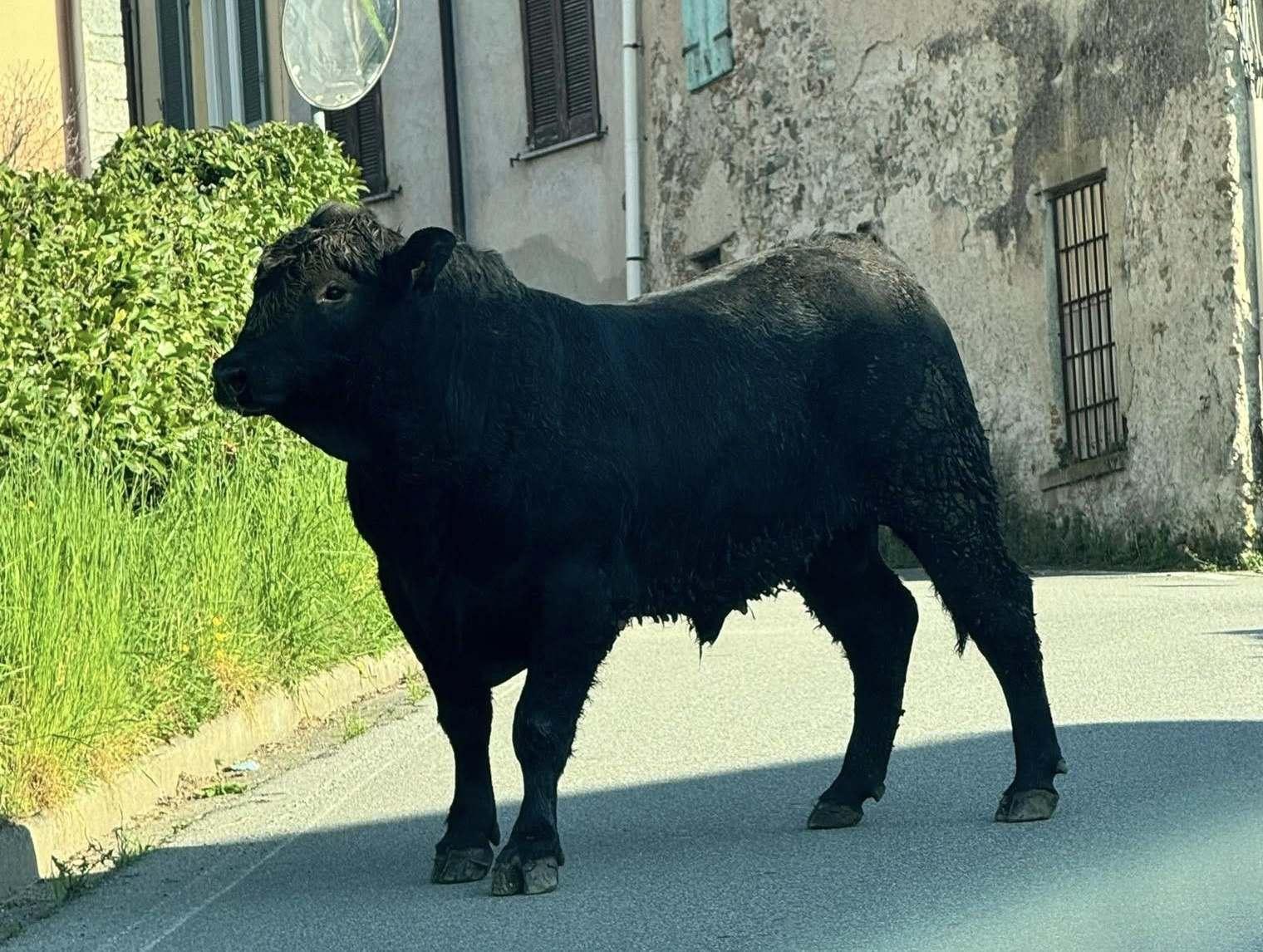 A Casatenovo è caccia al toro fuggito dal macello