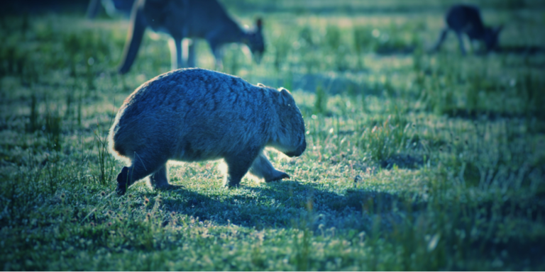 5 fun-facts to impress your friends on International Wombat Day