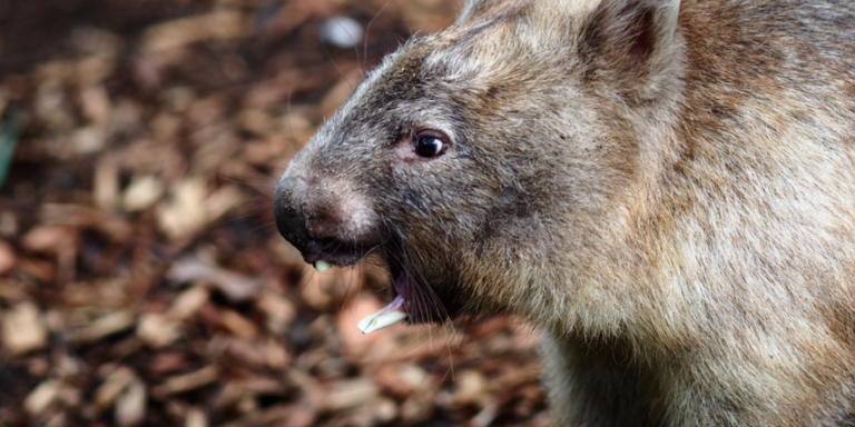 5 fun-facts to impress your friends on International Wombat Day