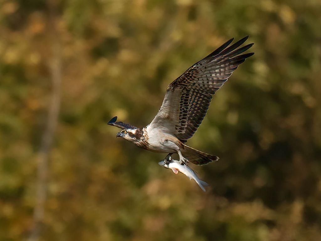 Osprey onsite in October thrills visitors to WWT Arundel Wetland Centre