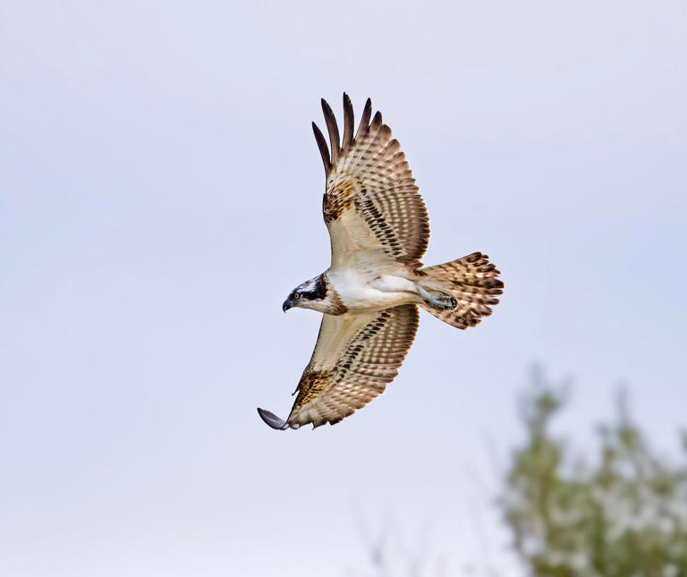 Osprey onsite in October thrills visitors to WWT Arundel Wetland Centre