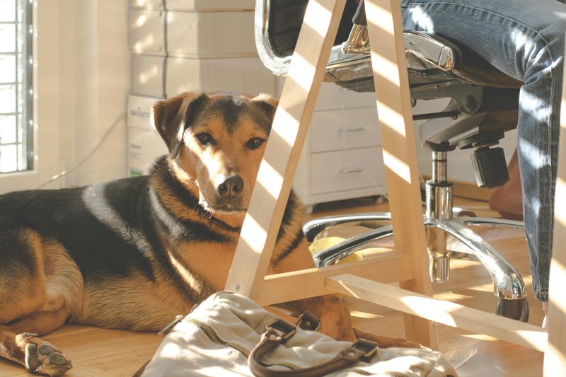 7 Things You Do That Bother Your Dog And 6 That Build The Bond