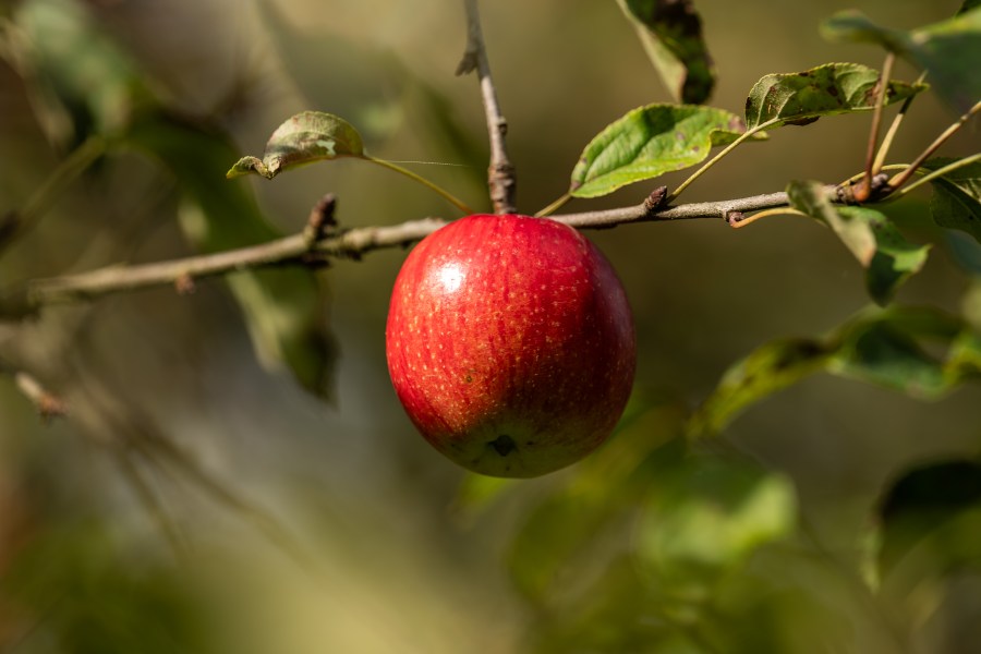 National Apple Day: Health tips, tasty recipes