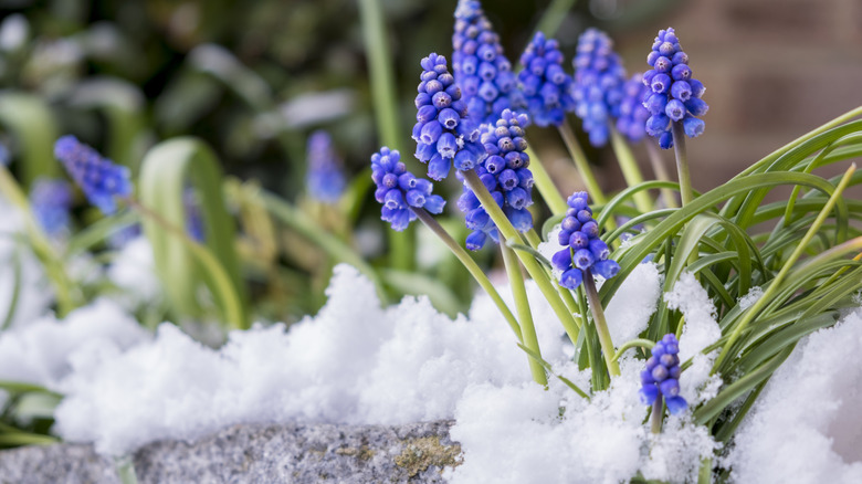 Warning Signs That Your Plants Are Suffering From Cold Shock