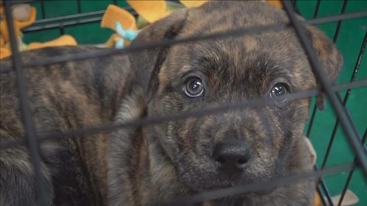 Bartlett Animal Shelter closes for at least 10 days due to parvo ...