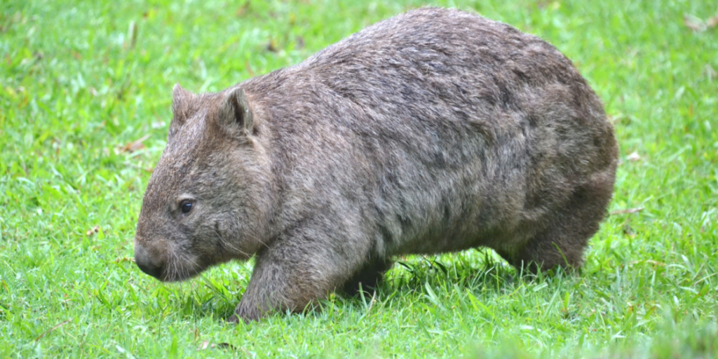 5 fun-facts to impress your friends on International Wombat Day