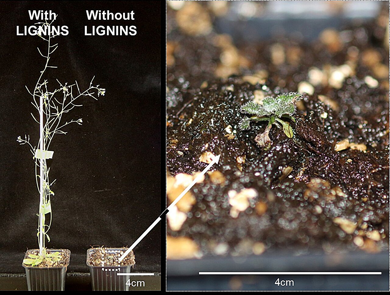 Lignins' surprising order: Study finds complex plant molecules not so ...