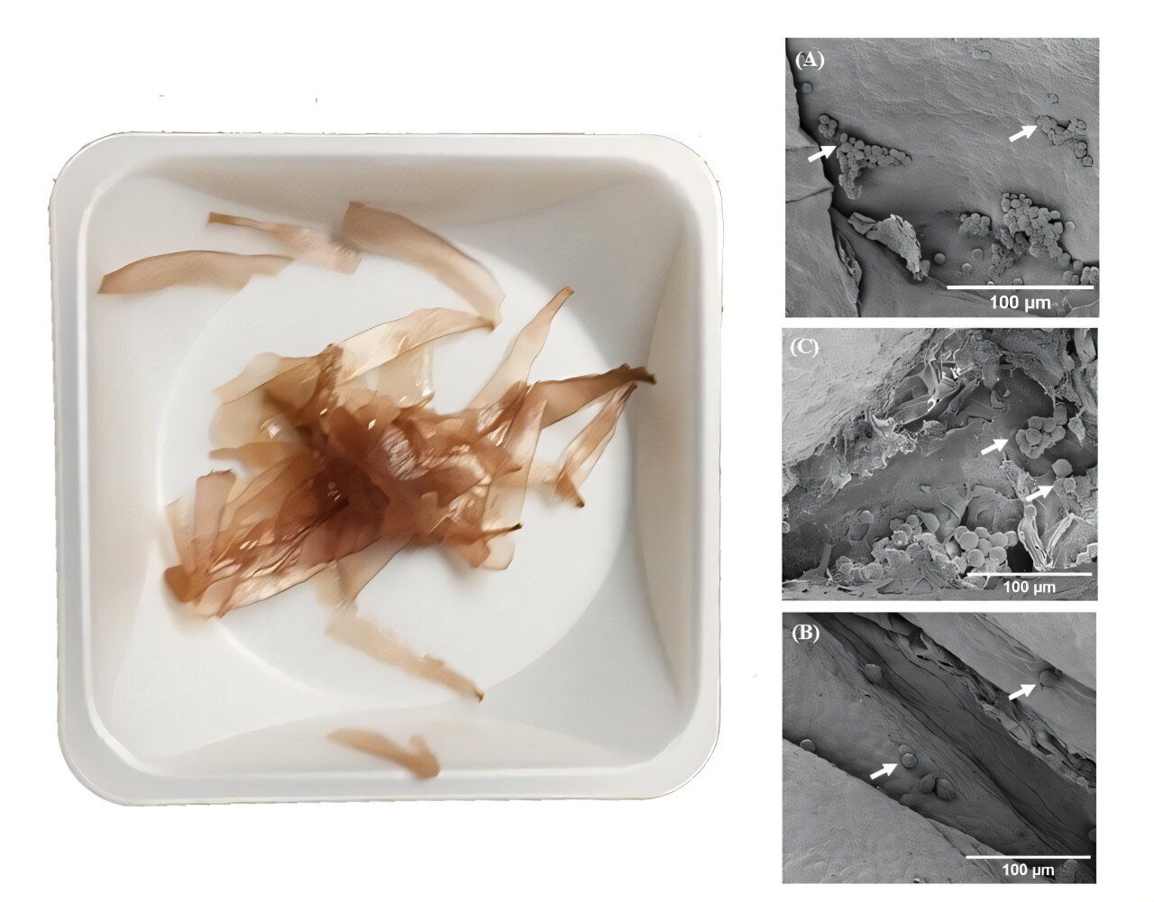 Seaweed makes for eco-friendly tissue scaffolds and reduces animal testing