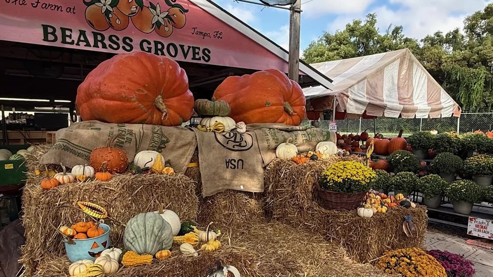 Bearss Grove annual giant pumpkin tradition saved by out-of-state 'twin ...