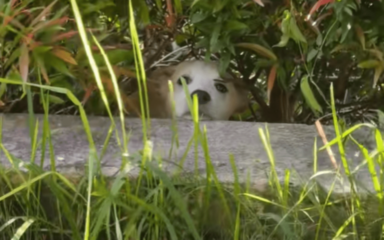 Tears as woman realizes why rescue dog keeps hiding: "my heart is broken"