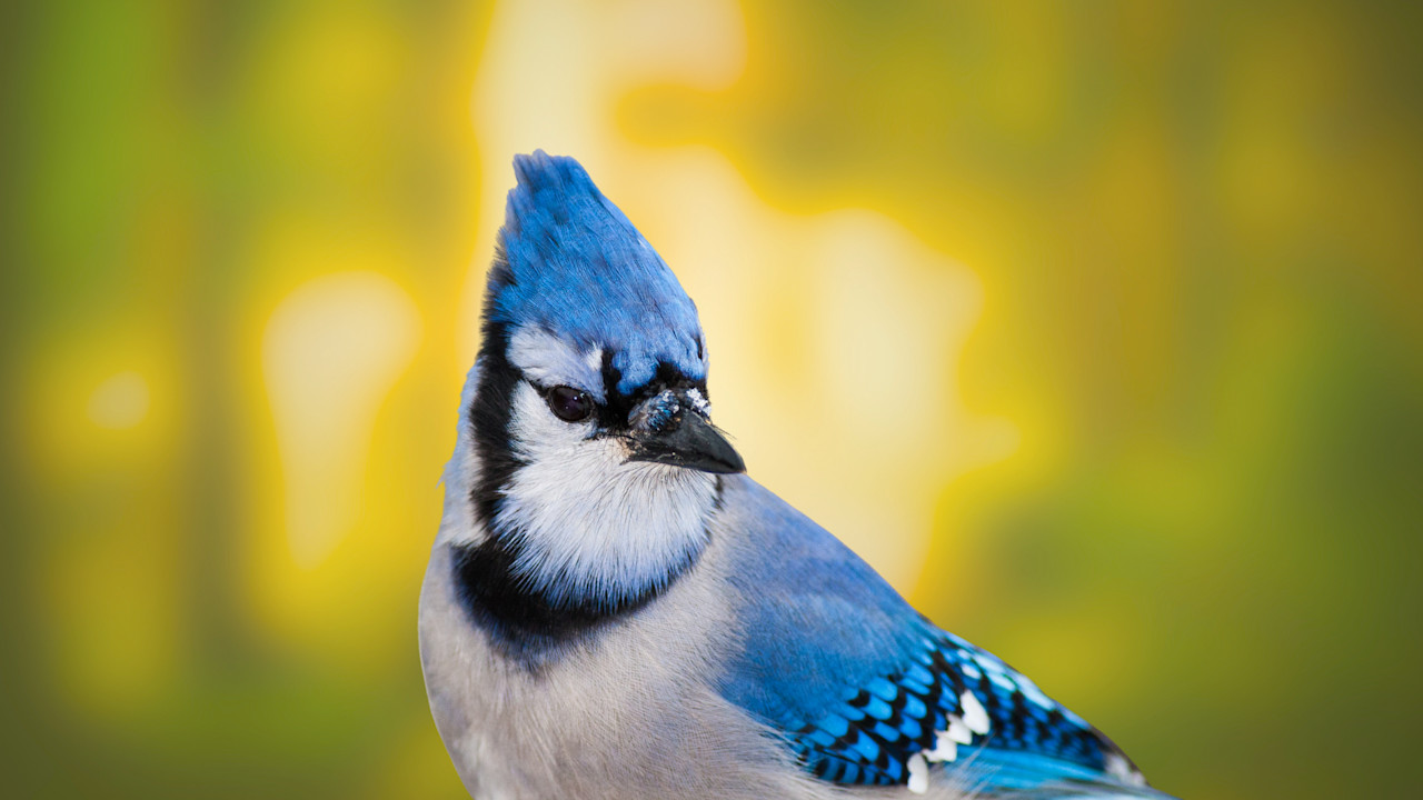 Let's get to know blue jays