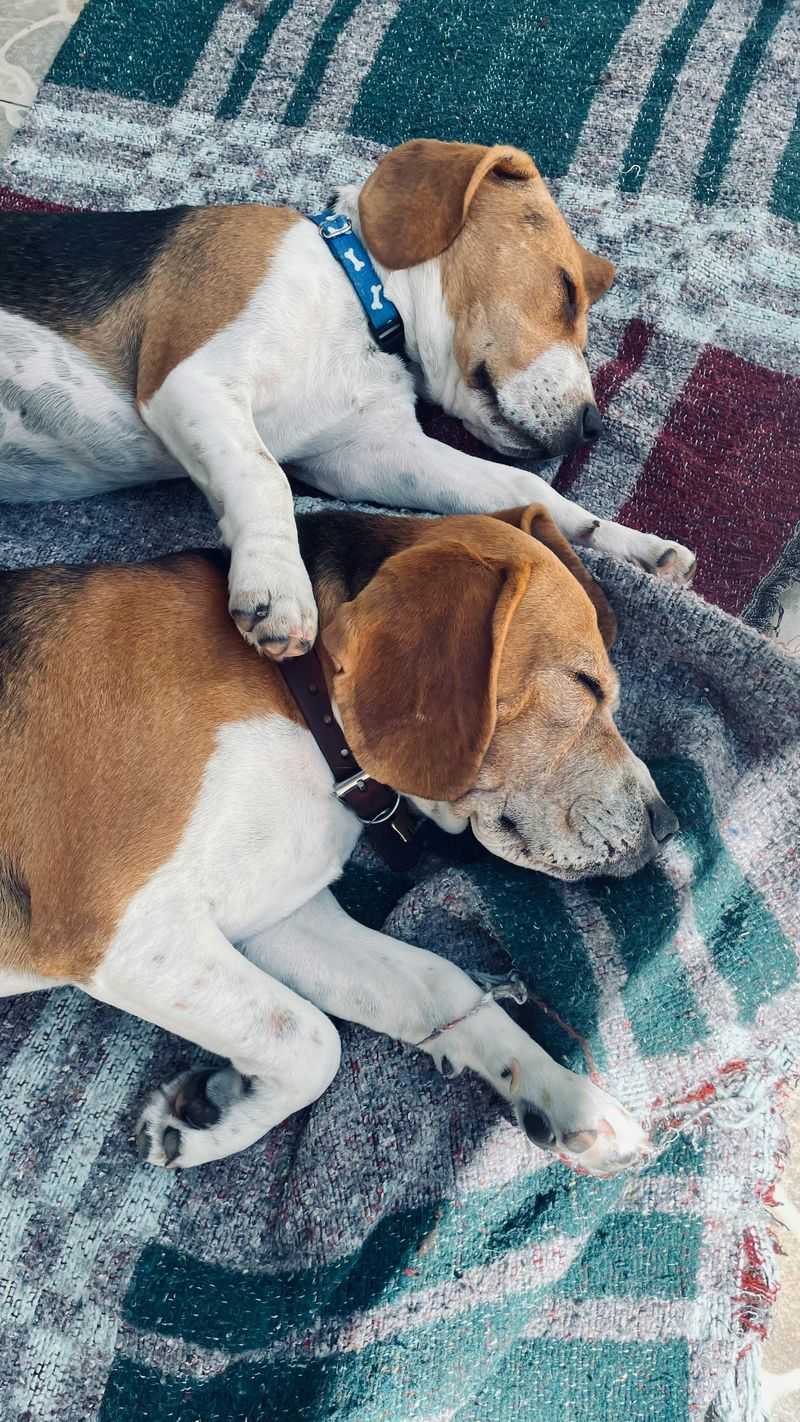 26 Affectionate Dog Breeds That Brighten Homes with Their Happy Nature