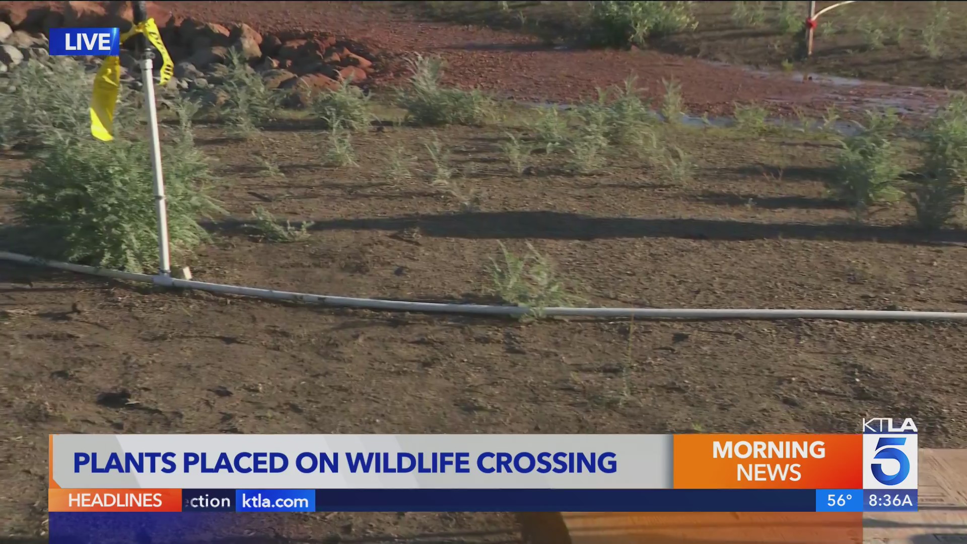 First plants placed on world’s largest wildlife crossing over 101 Freeway