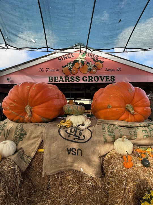 Bearss Grove annual giant pumpkin tradition saved by out-of-state ‘twin ...