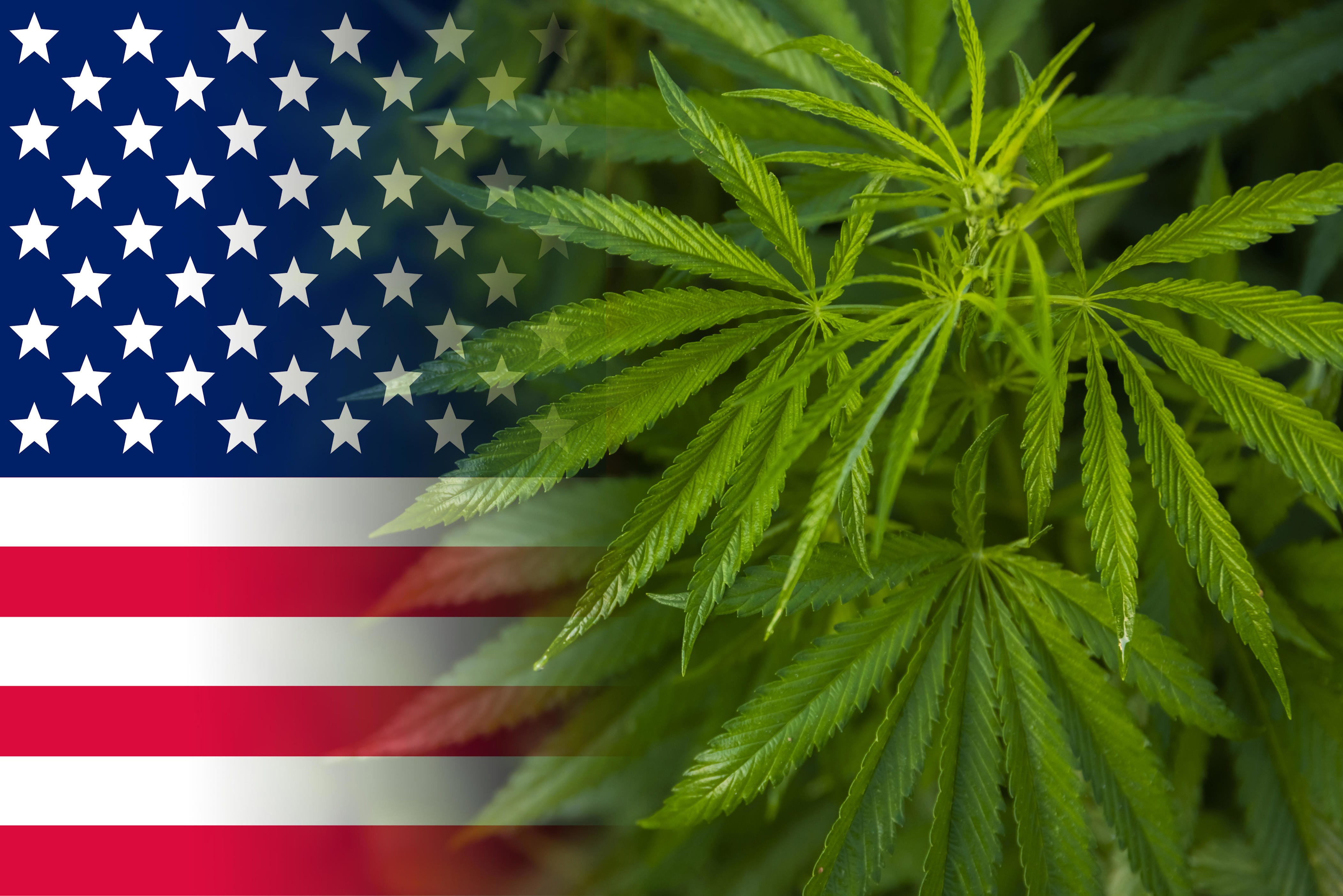 Florida Supreme Court weighs challenge to 2026 marijuana ballot