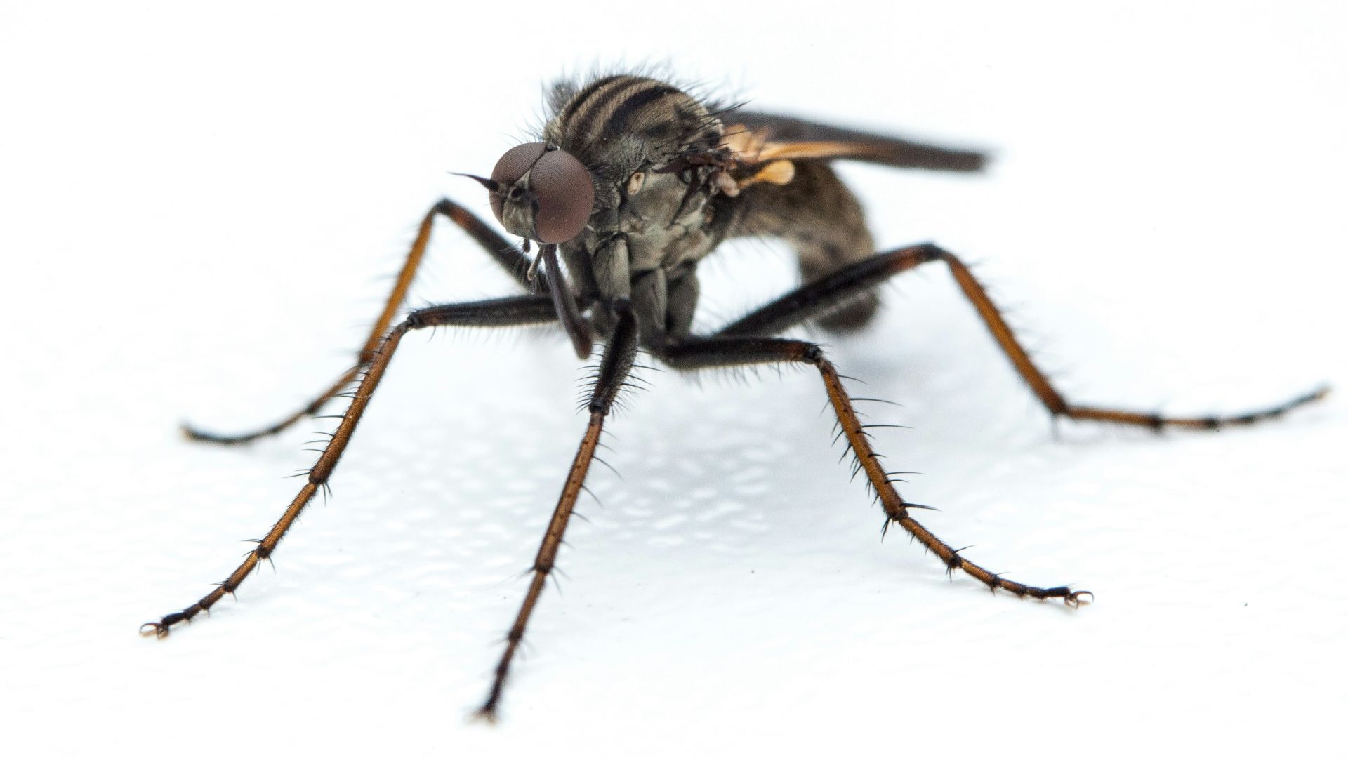 The American Plague: 20 Terrifying Facts About Yellow Fever