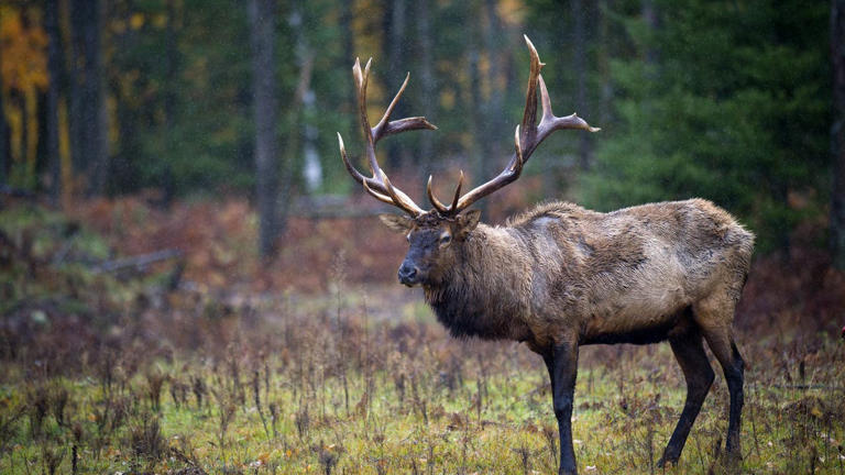 Michigan's devastating ice storm impacts continue to ripple, including ...