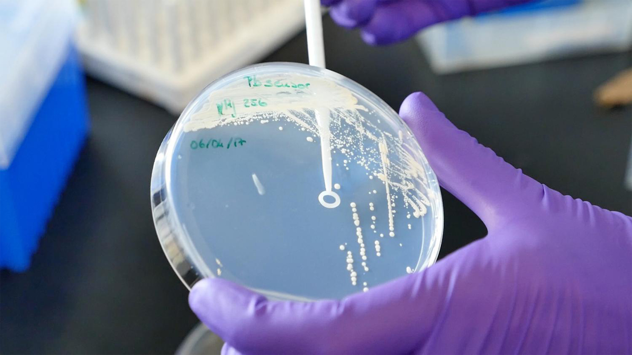 Yeast compound steps up in rare earth metal crisis