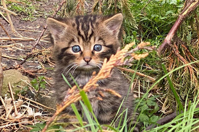 18 Scottish wildcats released into Highlands bringing total to 46