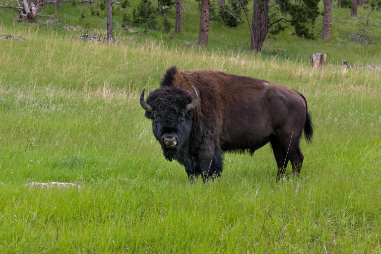 Where to See America’s Bison Migrations: Ancient Trails to Explore