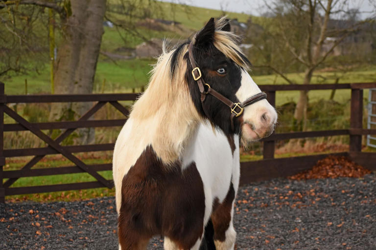 Spooktacular Fun Awaits This October Half Term at HAPPA!