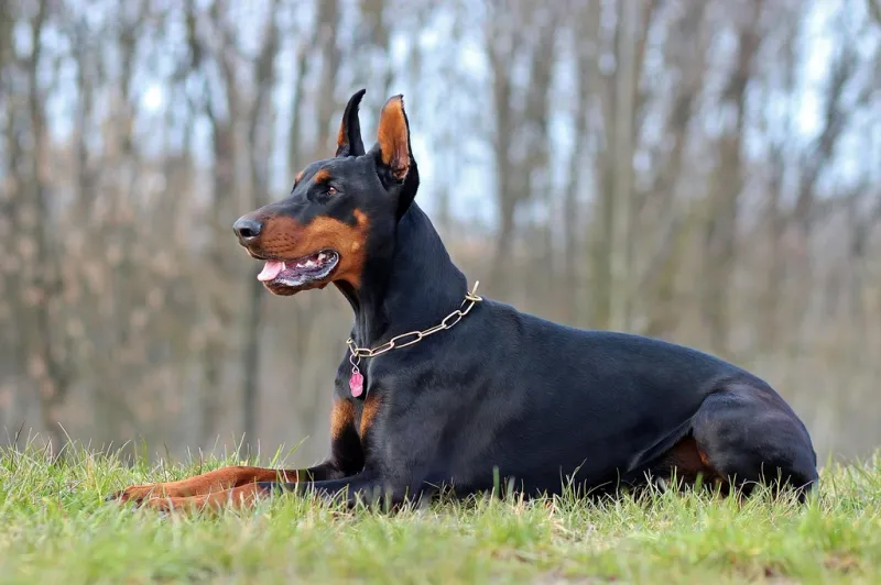 24 Devoted Dog Breeds That Stand Watch Over Their Families