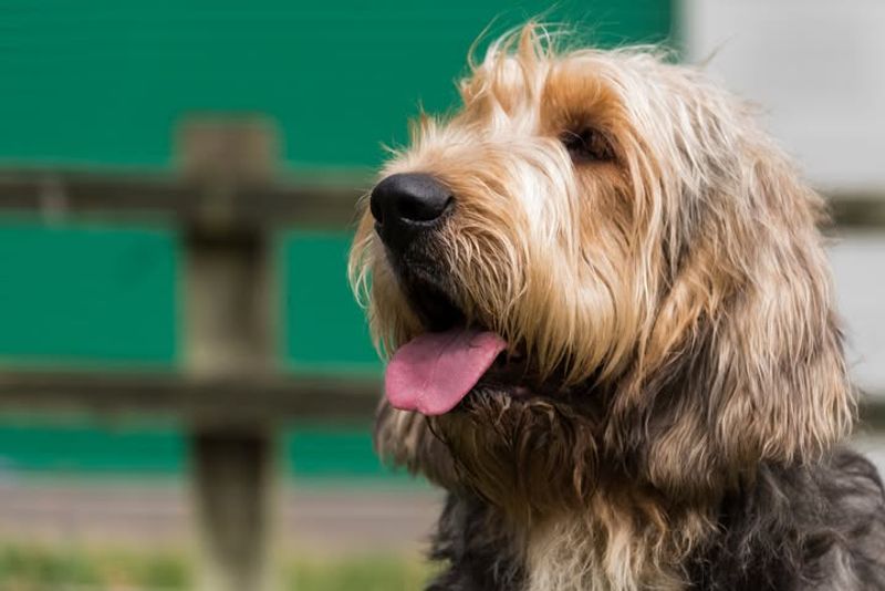 26 Rare Dog Breeds That Stand Out for Their Distinct History and Character
