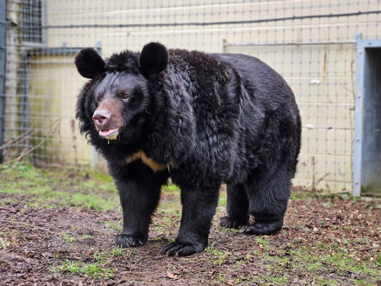 Ultra marathon runner attacked by black bear that shattered his arm ...