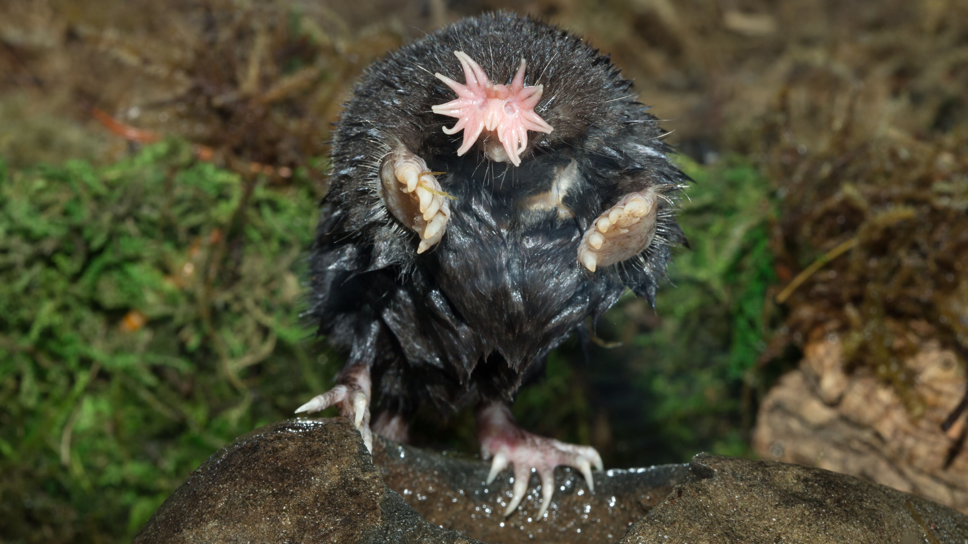 10 Mutations That Gave Animals Their Weirdest Features