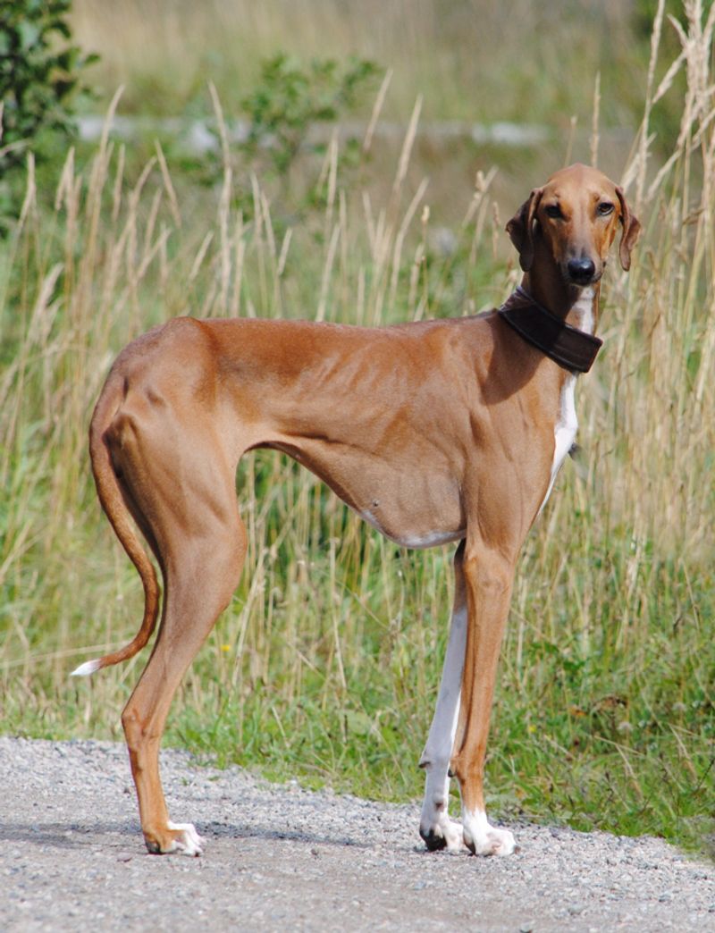26 Rare Dog Breeds That Stand Out for Their Distinct History and Character