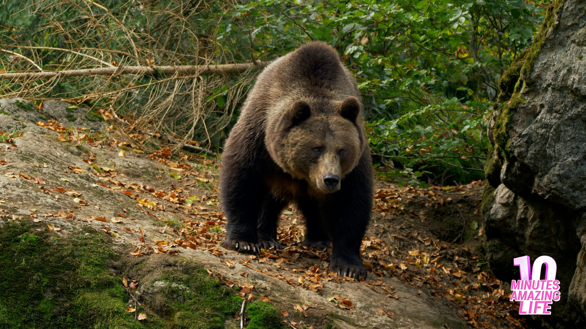 Brown Bear Exploring the Forest
