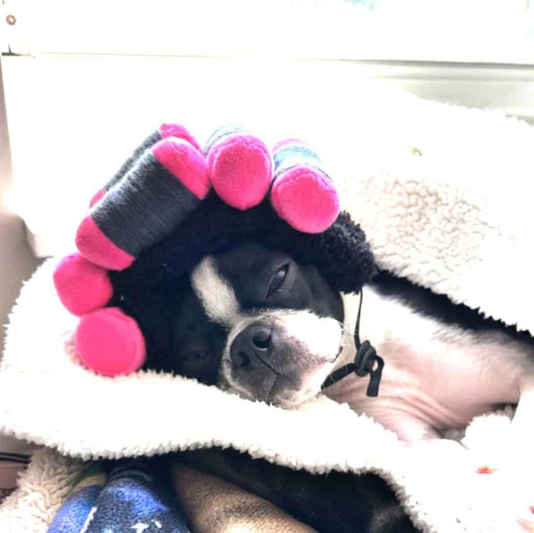 11 Grumpy Yet Adorable Pets In Halloween Costumes