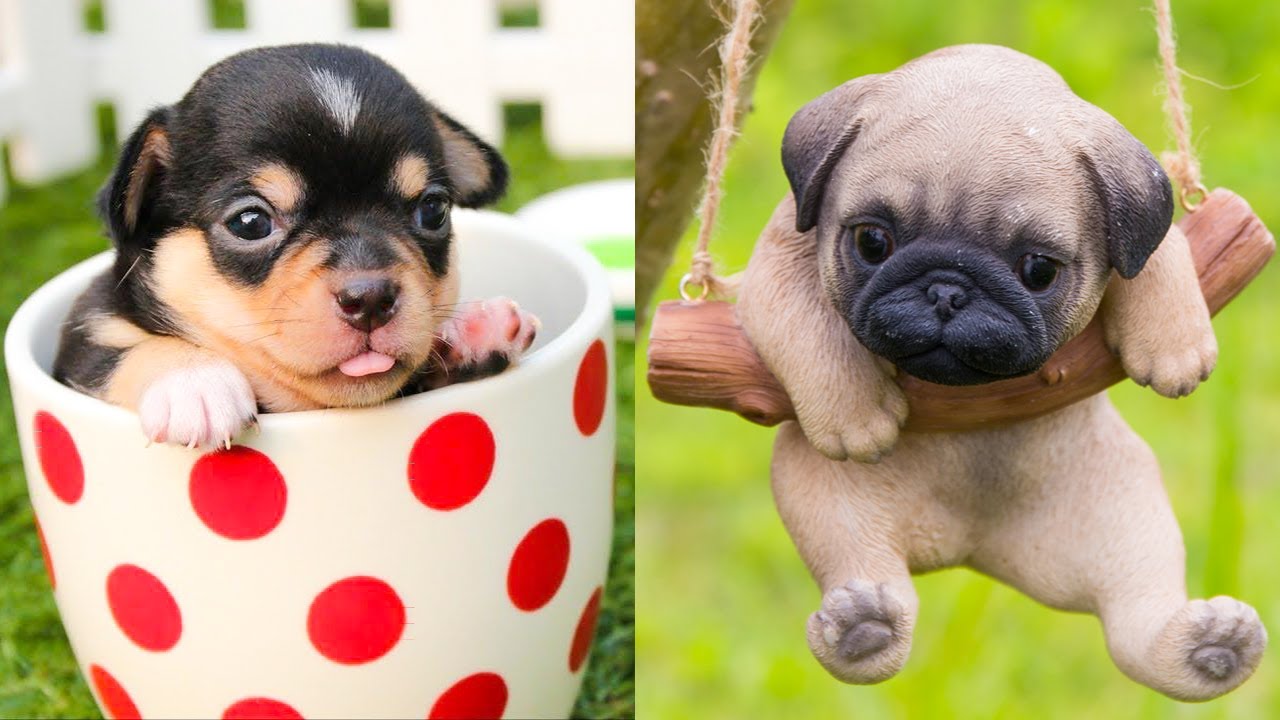 Tiny Puppies in Cute Situations