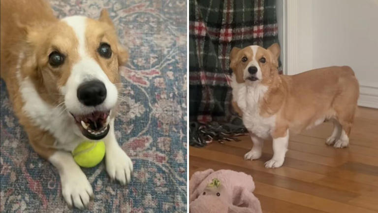 Tears Flow as Sweet Corgi Tries to Bark But Can’t Make a Sound