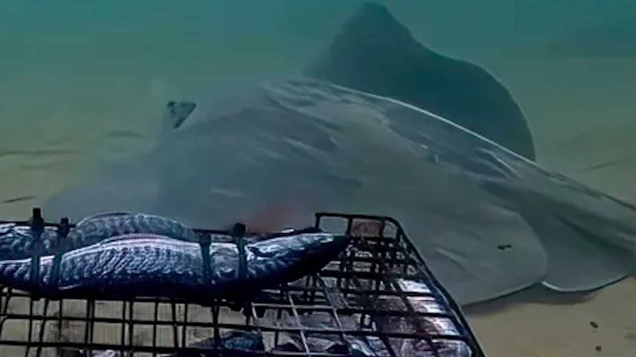 Huge, venomous roughtail stingray stars in video off Rhode Island coast