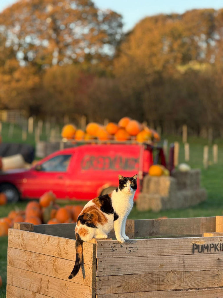 Pumpkin picking returns to Greenlands Farm Village for Halloween fun