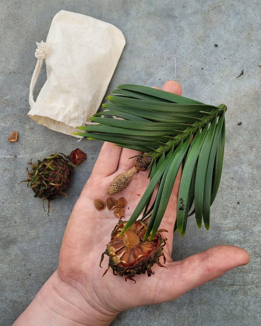 First Wakehurst collection of critically endangered Wollemi pine seeds ...