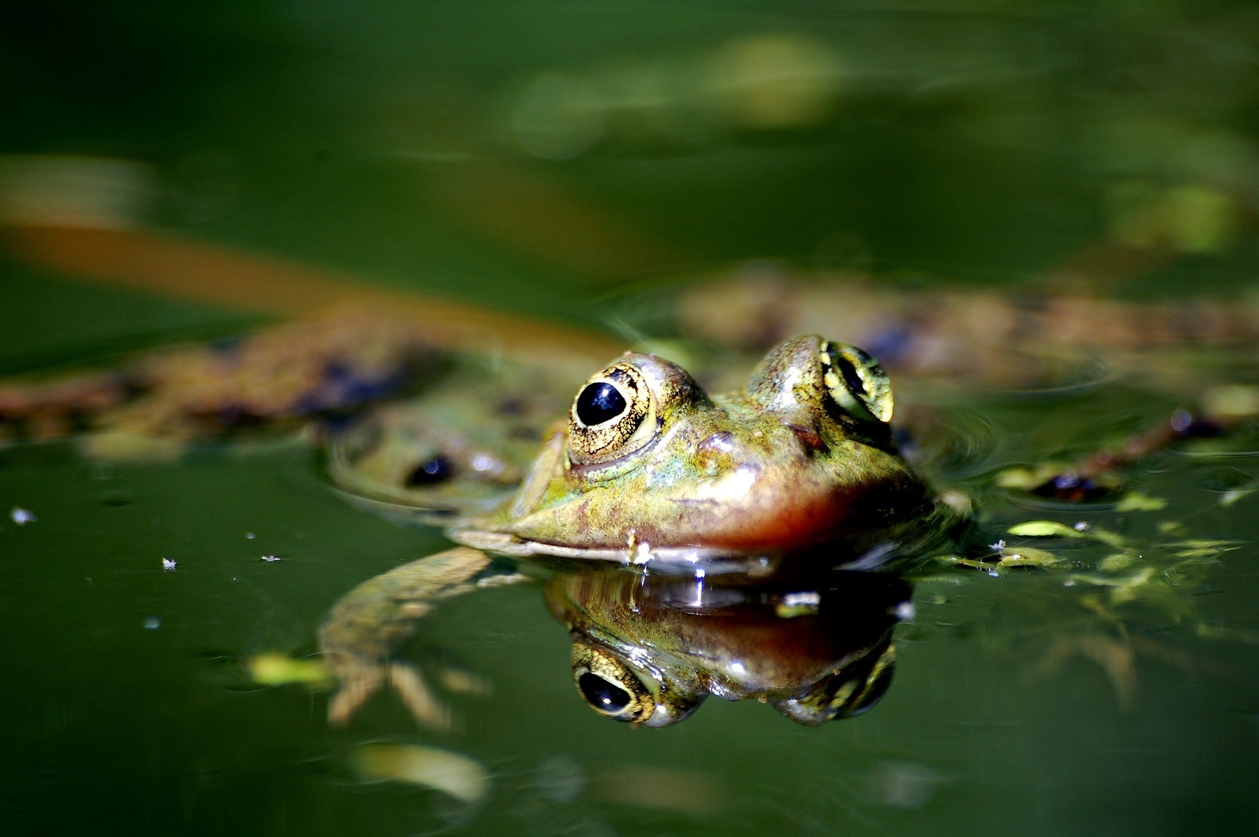 Hospitalized After Swallowing Live Frogs