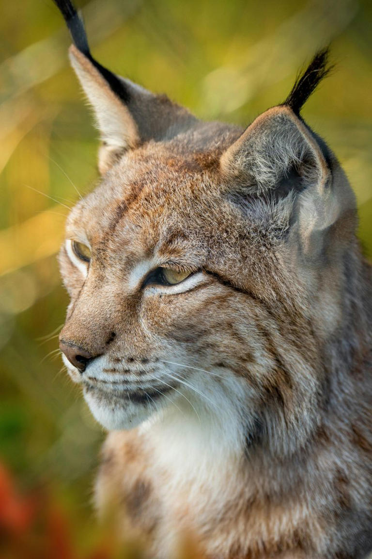 Places To Spot Canada’s Elusive Lynx