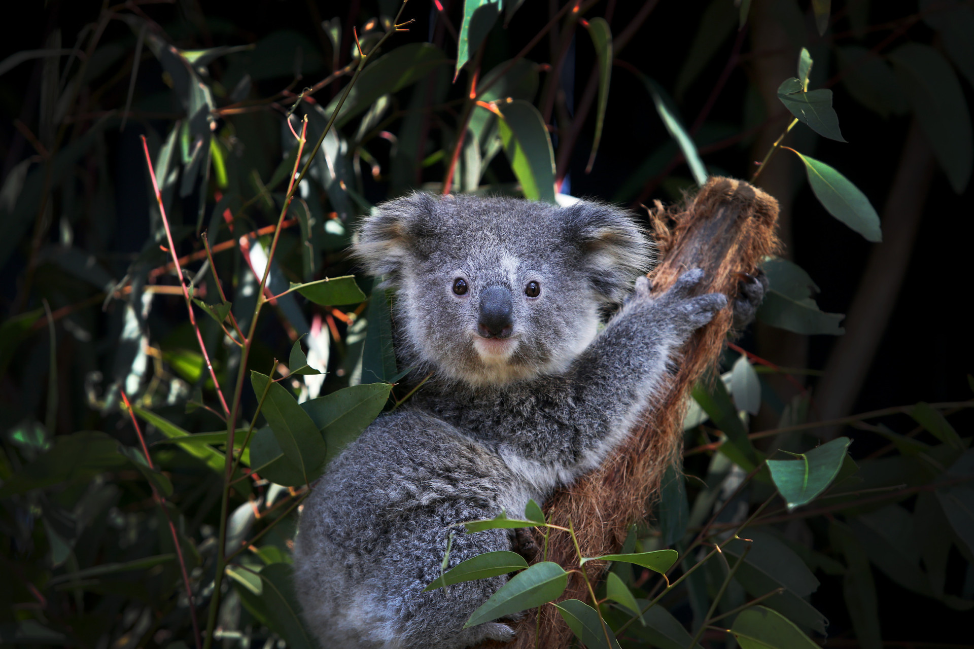 The most useless animals in the world