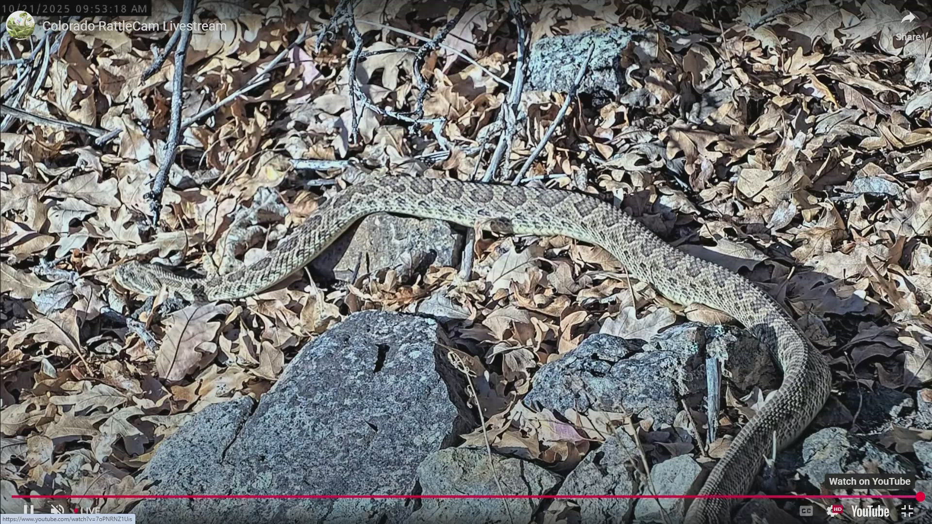 Turning a fear of snakes into fascination