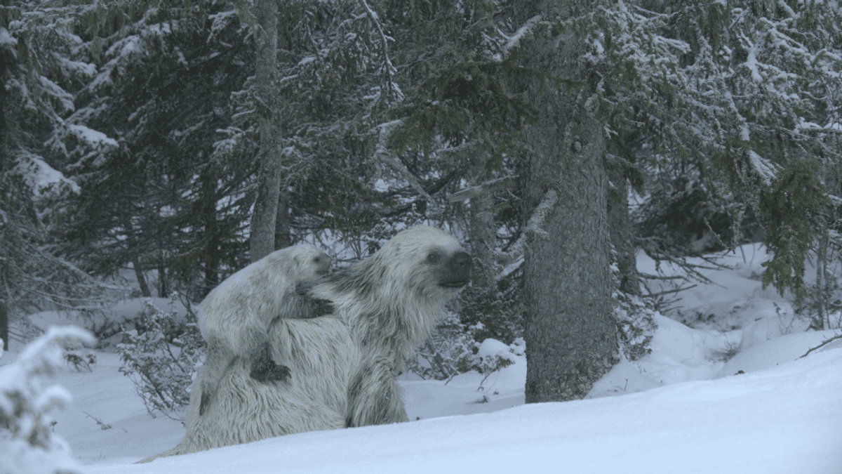Bear-Sized Snow Sloths? Meet Megalonyx, The Ice Age Giants That Lived ...