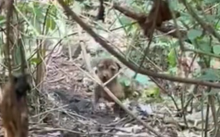 Tears as woman realizes why rescue dog keeps hiding: "my heart is broken"