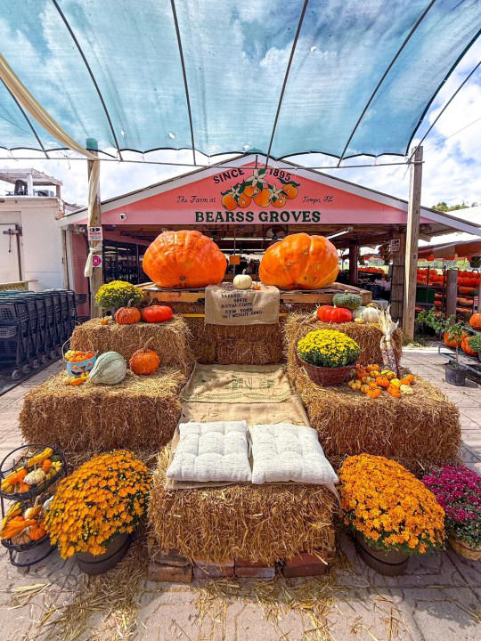 Bearss Grove annual giant pumpkin tradition saved by out-of-state ‘twin ...