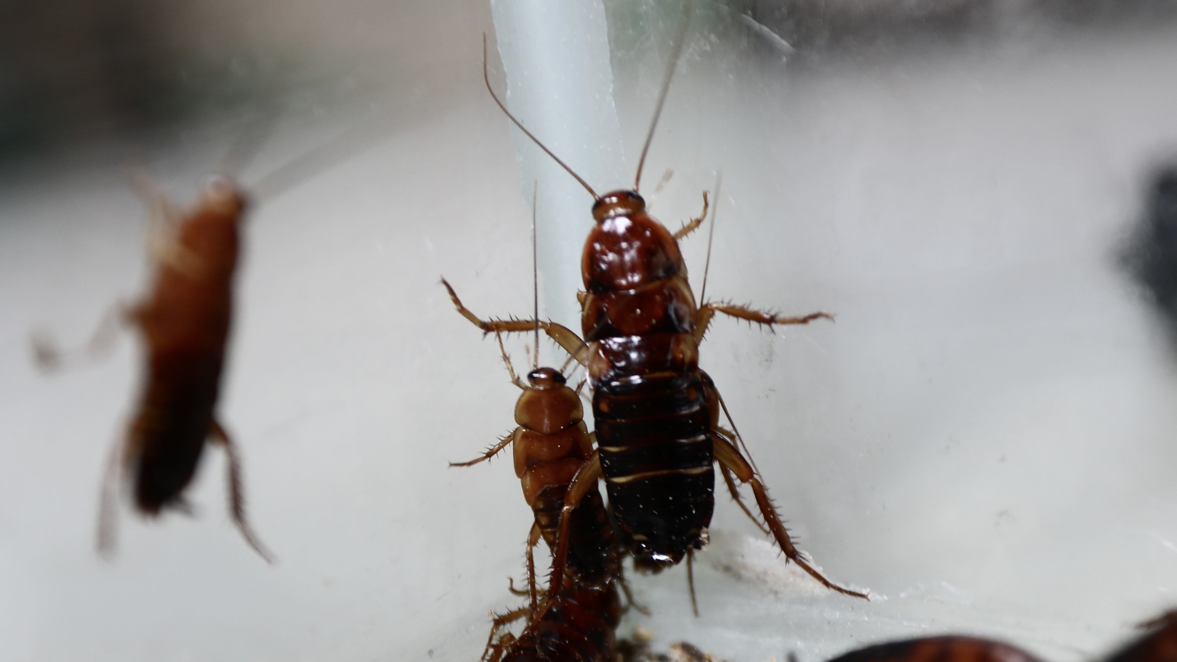 Woman’s Cockroach Burn Attempt Sparks Deadly Apartment Fire