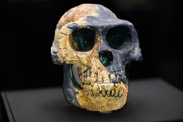 4.4-Million-Year-Old Ankle Bone Suggests Humans Evolved From African ...