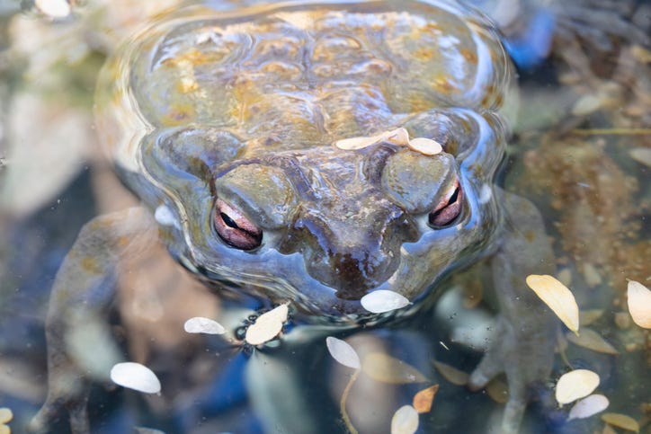 People are trying to lick toads in Arizona, and here's why