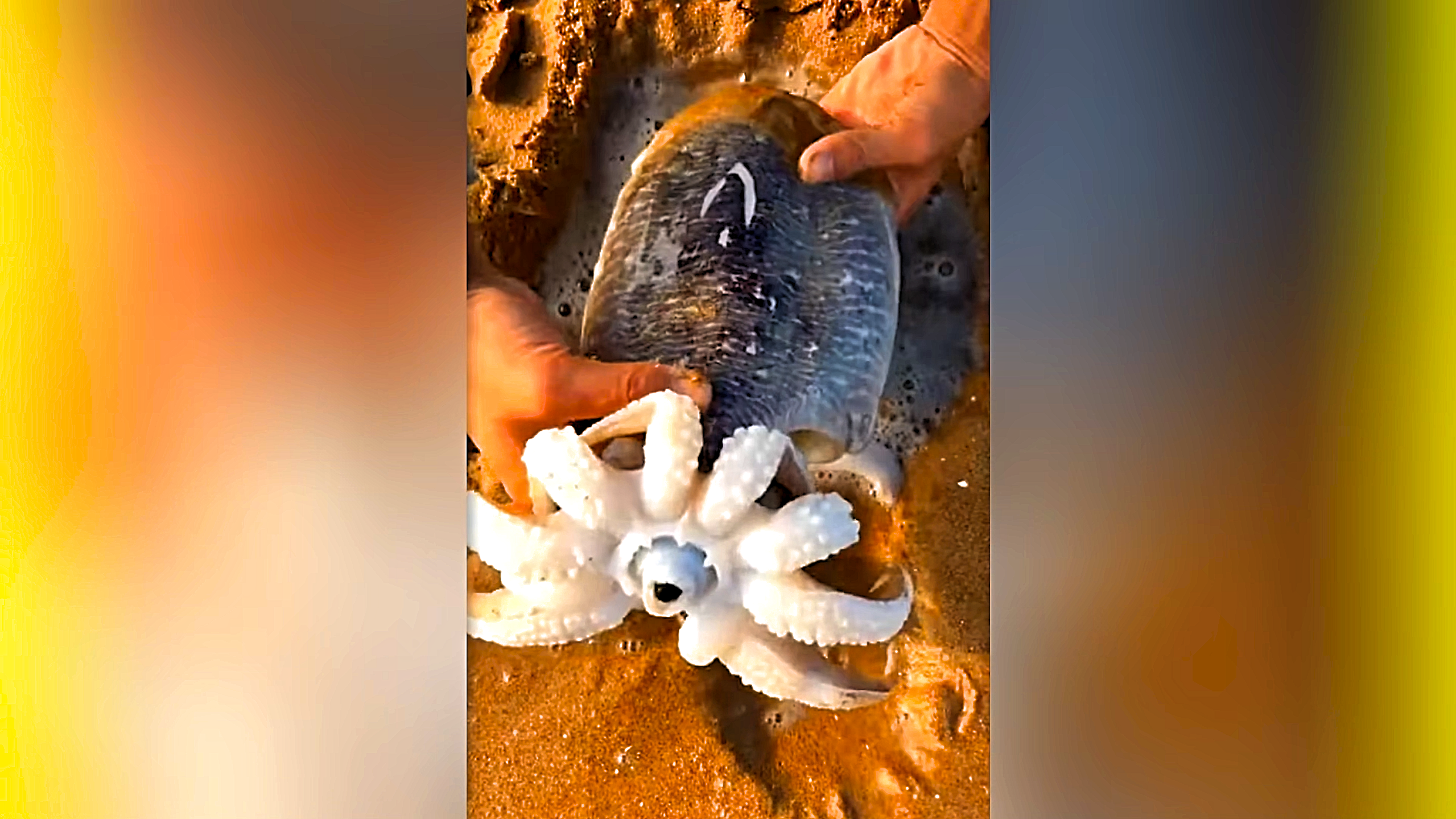 A Fish with an Octopus-Like Mouth Is Pulled Out from Under the Sand